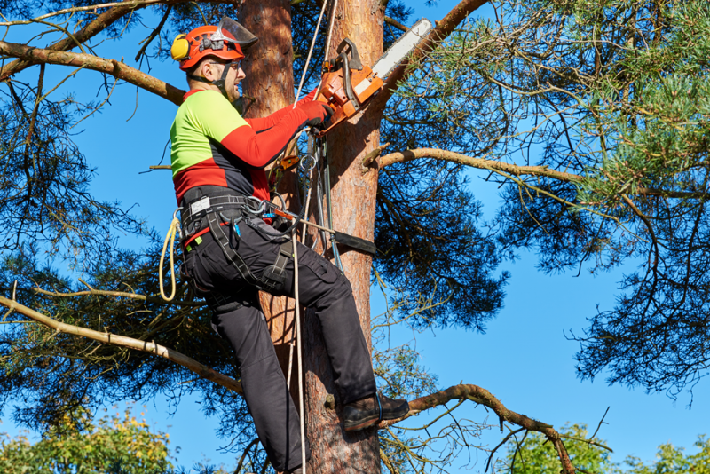 Tree Handyman – Let Us Handle All Of Your Tree Needs
