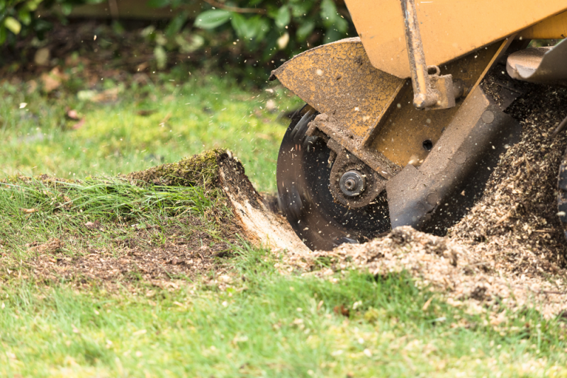 Tree Handyman – Let Us Handle All Of Your Tree Needs